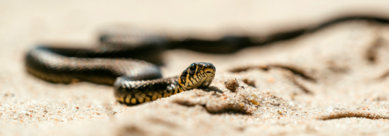 Snake Safety Training in Texas - Safety By Design